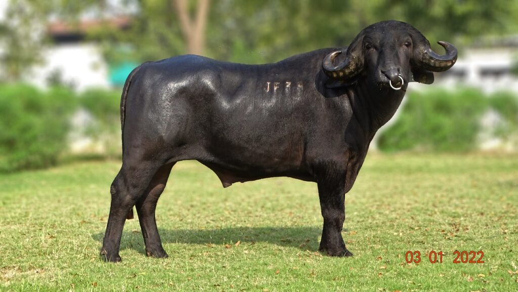 Jafarabadi – Sagbidaj