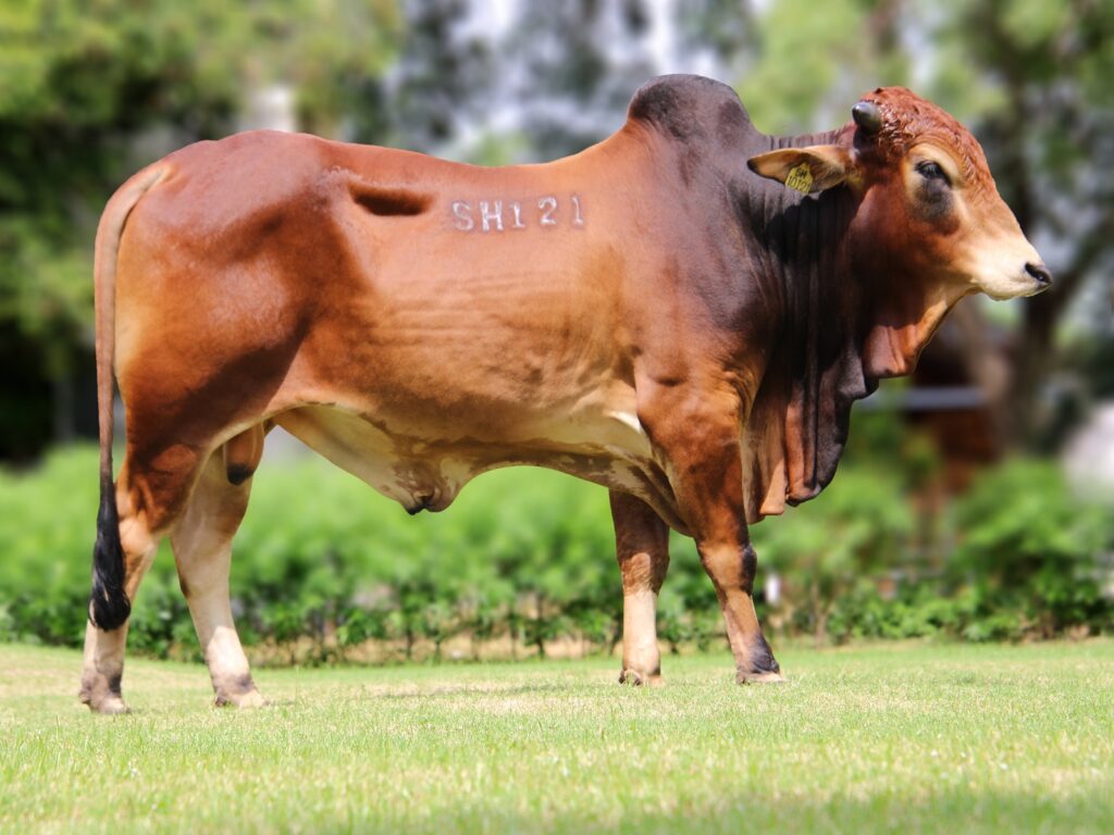 Sahiwal – Sagbidaj